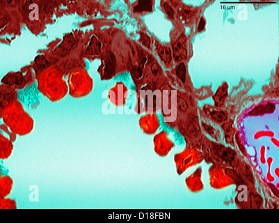 Photomicrograph of bronchiolar epithelium tissue Stock Photo - Alamy