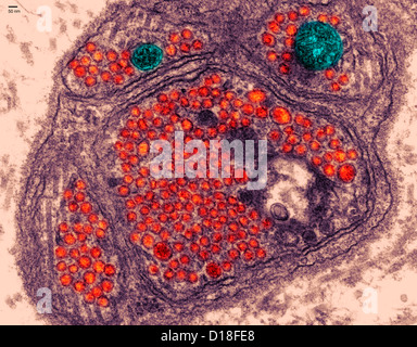 Electron micrograph of mammalian cell Stock Photo - Alamy