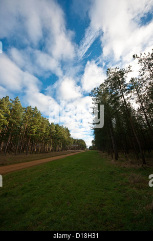 The Icknield Way path Thetford Forest Scots pine Stock Photo - Alamy