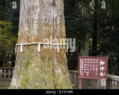 The sacred tree of Kirishima Jingu Shrine in Kirishima City, Kagoshima ...