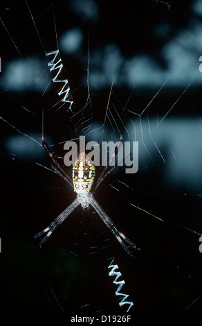 A grass spider (Argiope catenulata) in its web, West Java, Indonesia ...