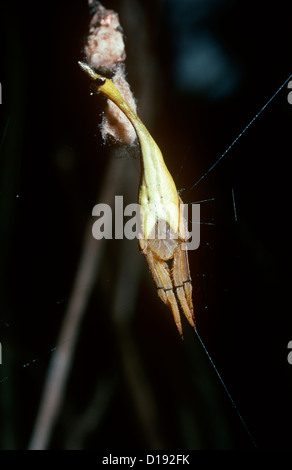 Yellow Scorpion tailed spider, Arachnura melanura, Satara, Maharashtra ...