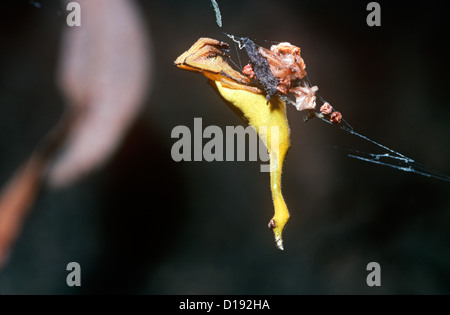 Scorpion-tailed, black tail, drag tail, orb weaver spider (Arachnura ...