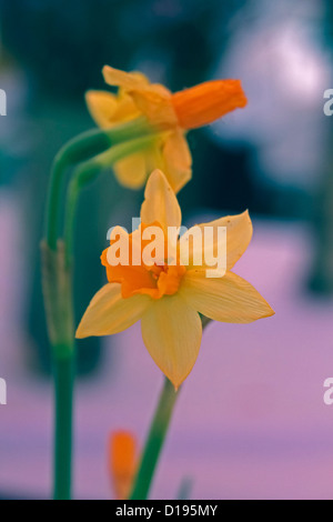 Lent Lily,Tenby Daffodil (Narcissus pseudonarcissus) ,flowering stems ...