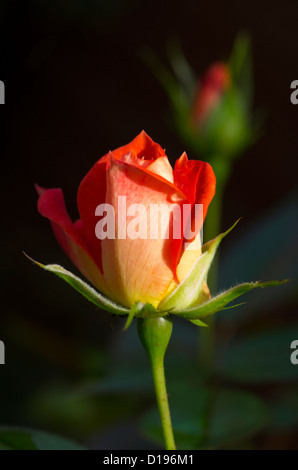 A Red Rose Opening Stock Photo - Alamy