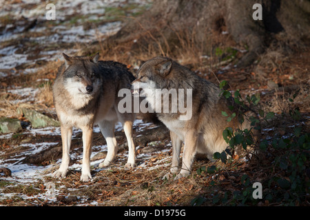 wolf wolves teeth Stock Photo: 114848343 - Alamy