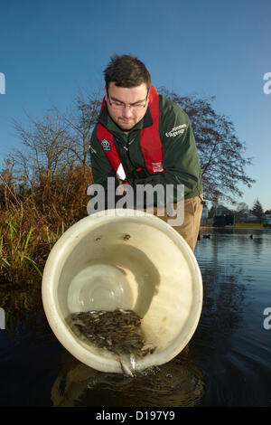 The release of hundreds of new fish into Danson Lake, Bexley, Kent, UK Stock Photo - Alamy