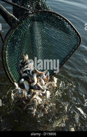 The release of hundreds of new fish into Danson Lake, Bexley, Kent, UK Stock Photo - Alamy