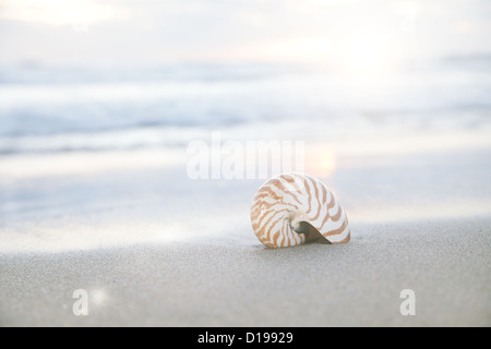 nautilus shell on beach under golden tropical sun beams, shallow dof ...