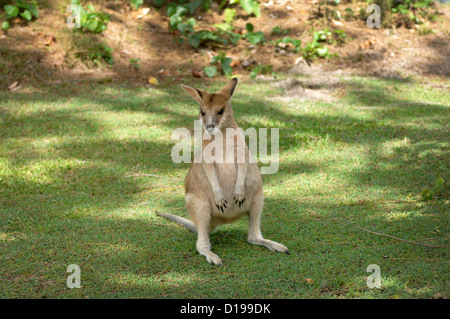 Golden wallaby at Couran Cove Resort, South Stradbroke Island ...