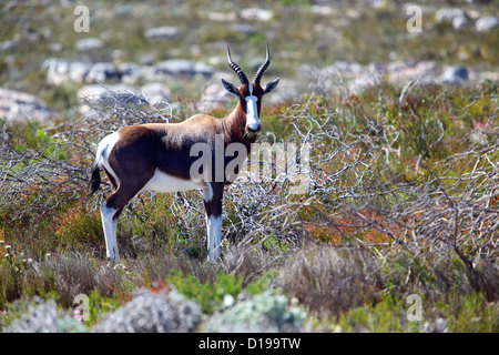 Bontebok antelope (Damaliscus pygargus dorcas), South Africa Stock ...