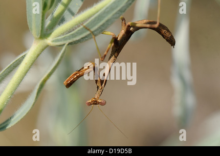 A praying mantis, on a Euphorbia plant, feeding on a butterfly in the ...