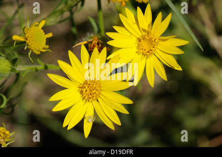 Sleepy Daisy (Xanthisma texanum) with a small crab spider Stock Photo ...