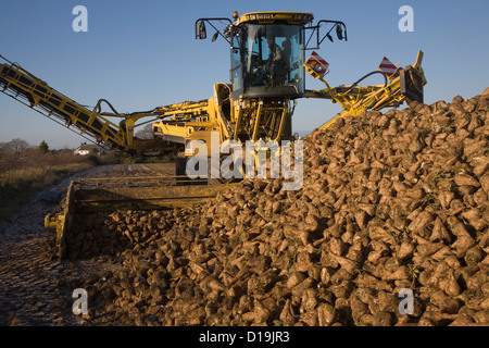 Ropa Euro Maus 4 sugar beet loader machinery working Shottishm, Suffolk ...