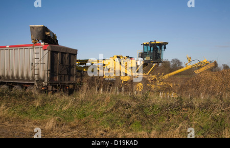 Ropa Euro Maus 4 sugar beet loader machinery working Shottishm, Suffolk ...