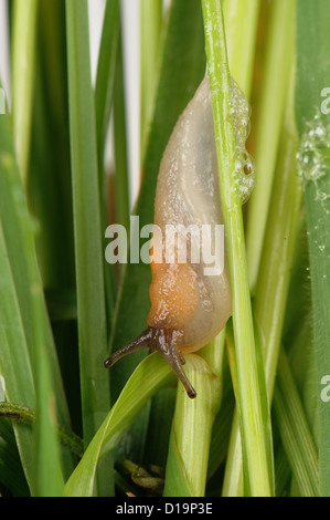 A slug, Arion subfuscus, pale colouration on grass Stock Photo - Alamy
