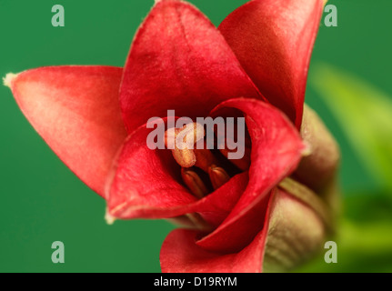 Red lily close up Stock Photo - Alamy