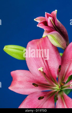 Lily flower macro view. Colorful background wallpaper Stock Photo - Alamy