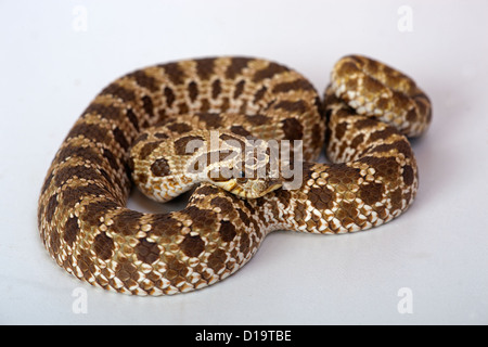 Western hog-nosed snake, Heterodon nasicus against white background ...