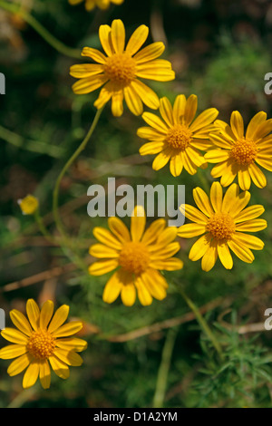 Sonki, Senecio bombayensis Stock Photo - Alamy