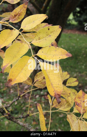 Phellodendron amurense variant sachalinense ( Amur Cork Tree ) in ...