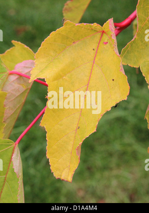 Acer pensylvanicum Erythrocladum ( Striped Maple, Moose Maple or ...