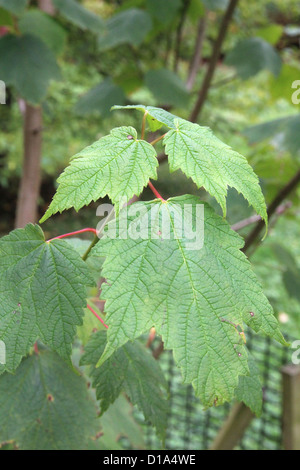 Mountain Maple (Acer spicatum Stock Photo - Alamy