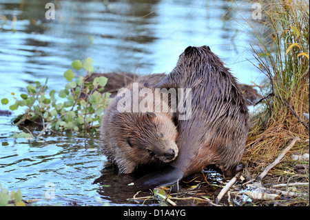 An beaver sitting on his rear end scratching and rubbing his fur Stock ...