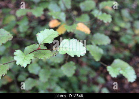 Trees of a red beech (Nothofagus fusca) forest at Takaka, New Zealand ...