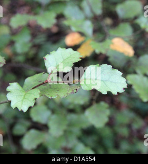 Nothofagus fusca ( Red Beech Stock Photo - Alamy