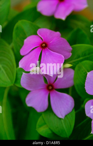 Catharanthus roseus periwinkle Stock Photo - Alamy