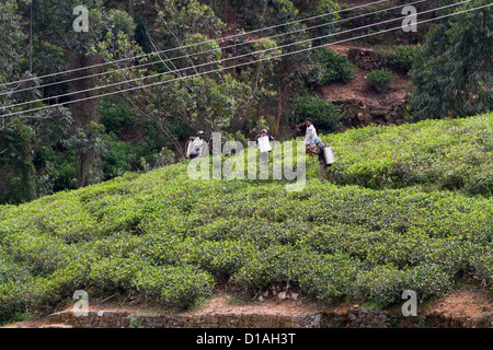 Pesticides spraying on a Tea Plantation in Sri Lanka. Unregulated and ...