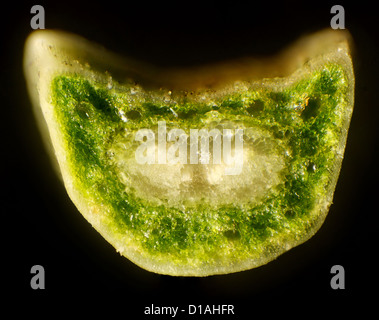 Pine needles under the microscope, background. (Pinus Stock Photo - Alamy