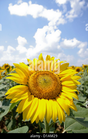 Sunflowers (Helianthus annuus), field of sunflowers, Romania, Europe ...