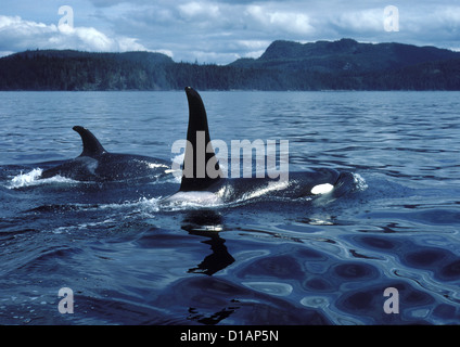 Male Orca / Killer whale (Orcinus orca) with a curved dorsal fin, and ...