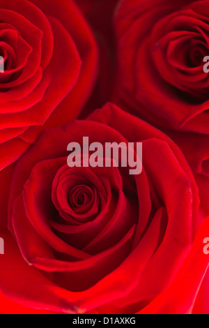Three red roses Stock Photo - Alamy
