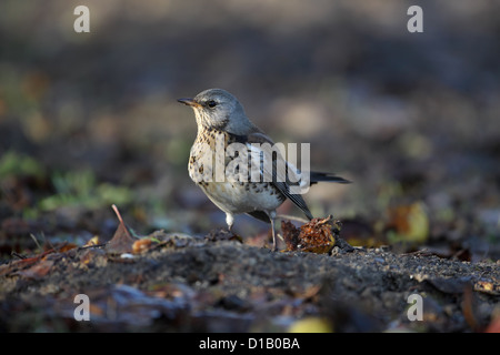 Fieldfare (Turdus pilaris) Strumpshaw Fen, RSPB, Norfolk, UK, November ...