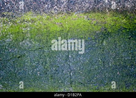 Green cement wall, textured background Stock Photo - Alamy