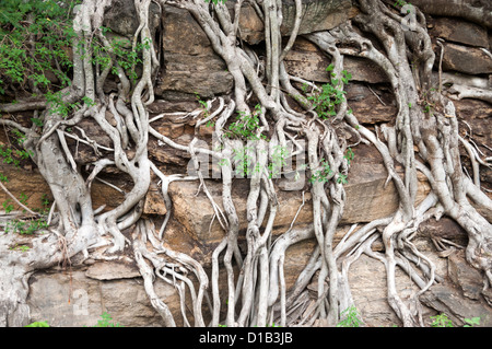 Roots and Rocks Stock Photo - Alamy