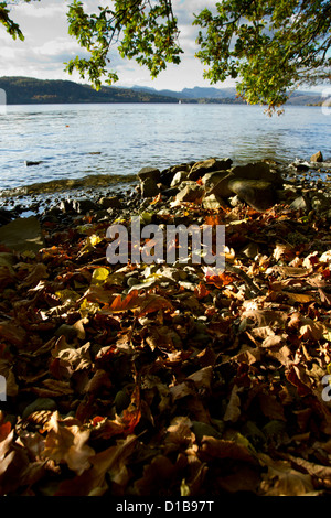 Perfect bright sunny autumn day on Lake Windermere with the trees in ...