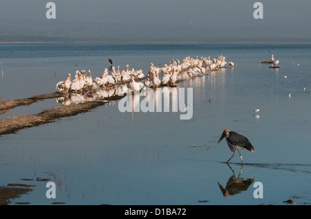 Marabou stork walking Stock Photo - Alamy