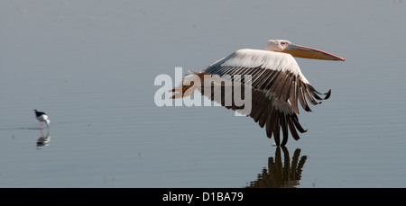 Great White Pelican flying over water Stock Photo - Alamy