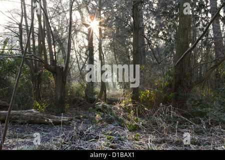 Solihull Parks, Brueton and Malvern during cold winter weather in frost ...