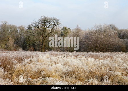 Solihull Nature Reserve behind Brueton and Malvern Parks in Solihull ...