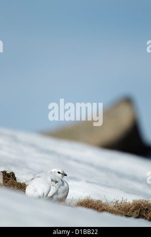 Ptarmigan (Lagopus Mutus) on a rock near Qoornoq, Greenland Stock Photo ...