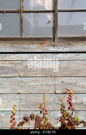old barn with red and green ivy Stock Photo - Alamy