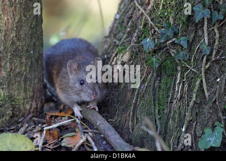 Brown Common Sewer Hanover Norway Norwegian Wharf Rat (Rattus Stock ...