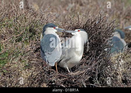Pair of Black-crowned Night Herons perching near their nest looking ...