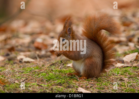 A Red Squirrel photographed at Formby Woods, England Stock Photo - Alamy