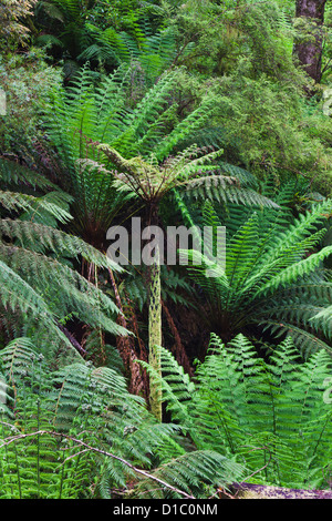 Tree Fern in Melba Gully, Great Otway National Park, Victoria ...